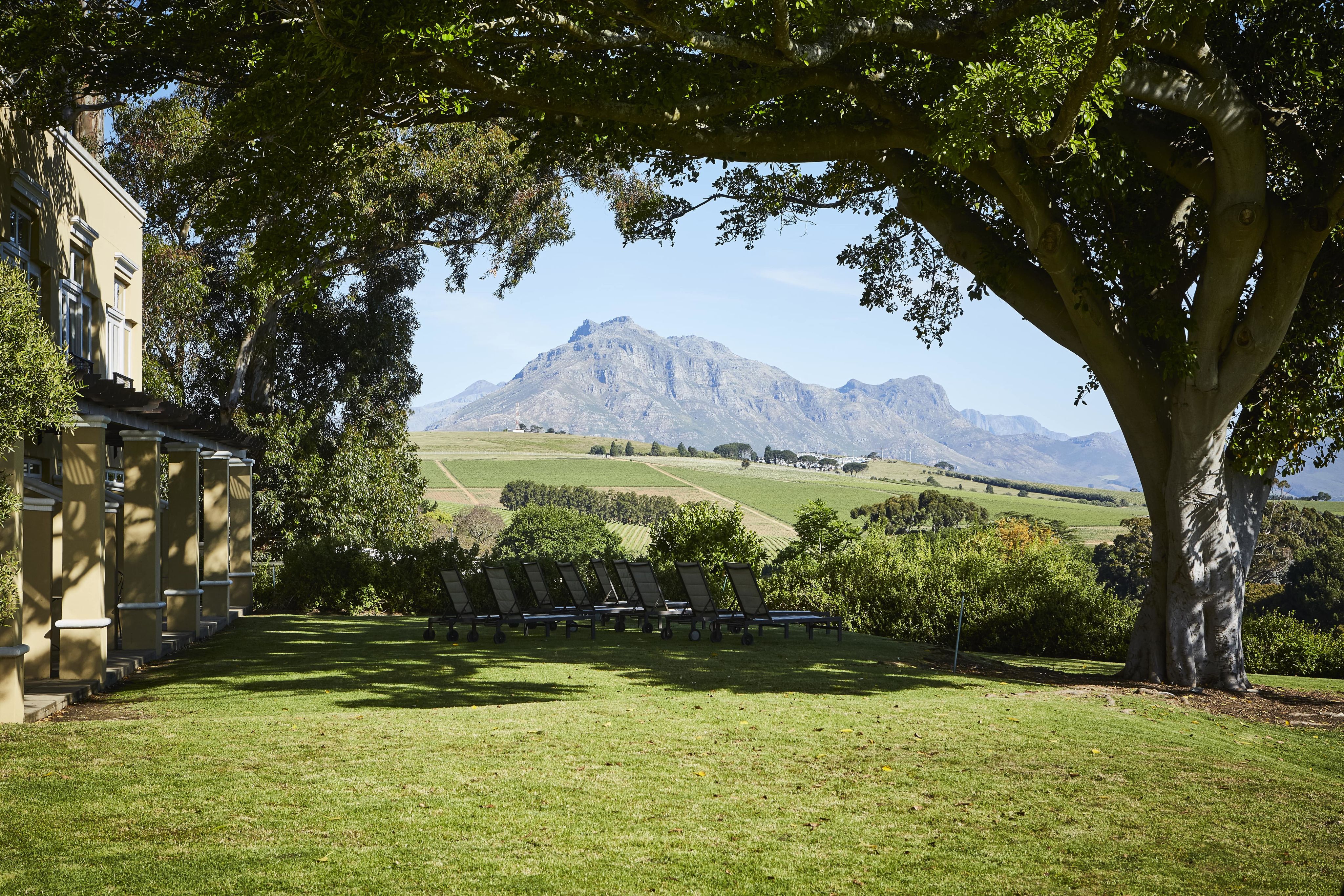 Kaapse wynroetes